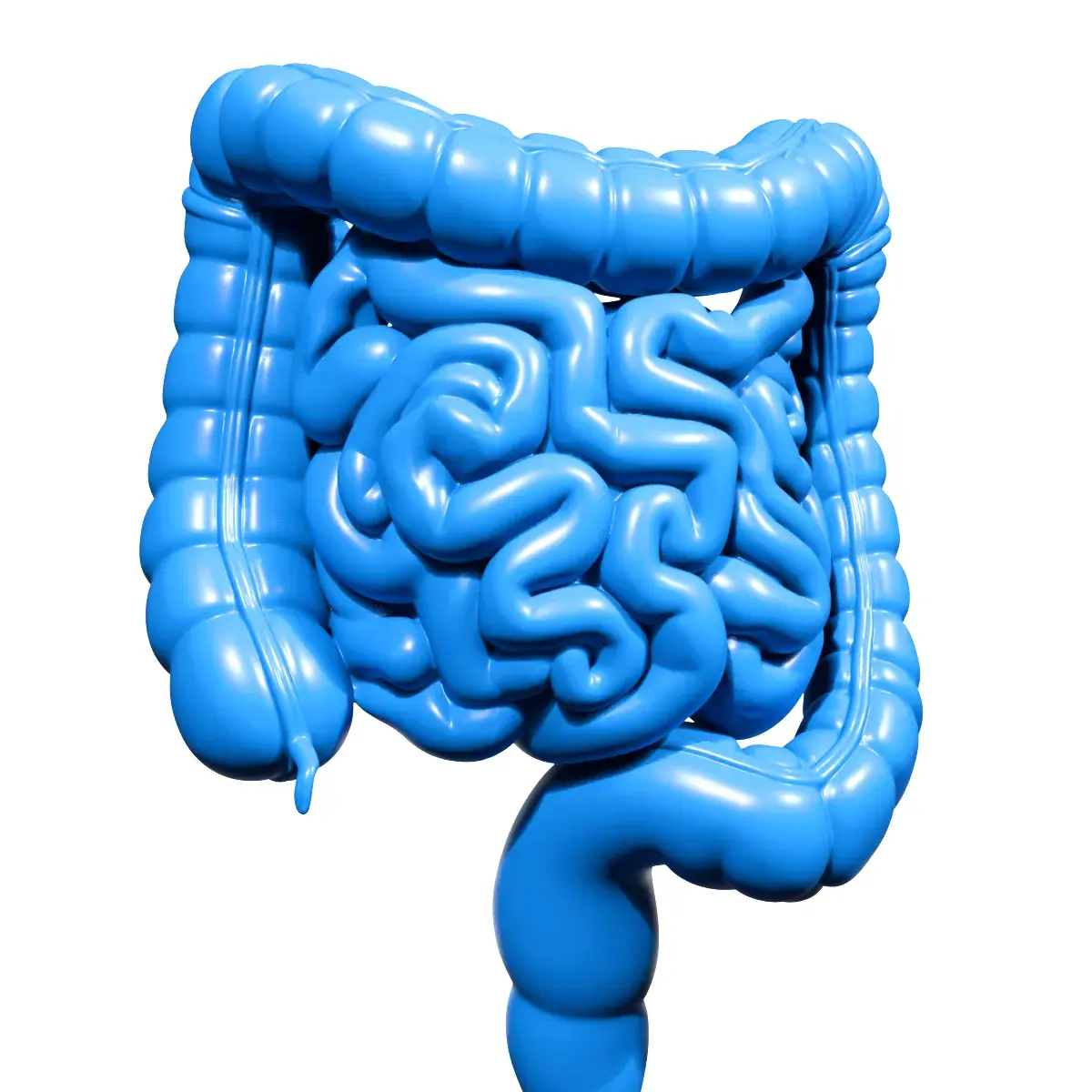 Other STL Download - Intestinal Organby 3D Everything