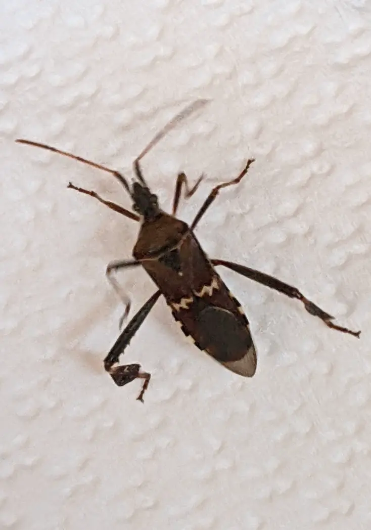 Free Characters & Creatures STL Download - Bugby Pat Majerus