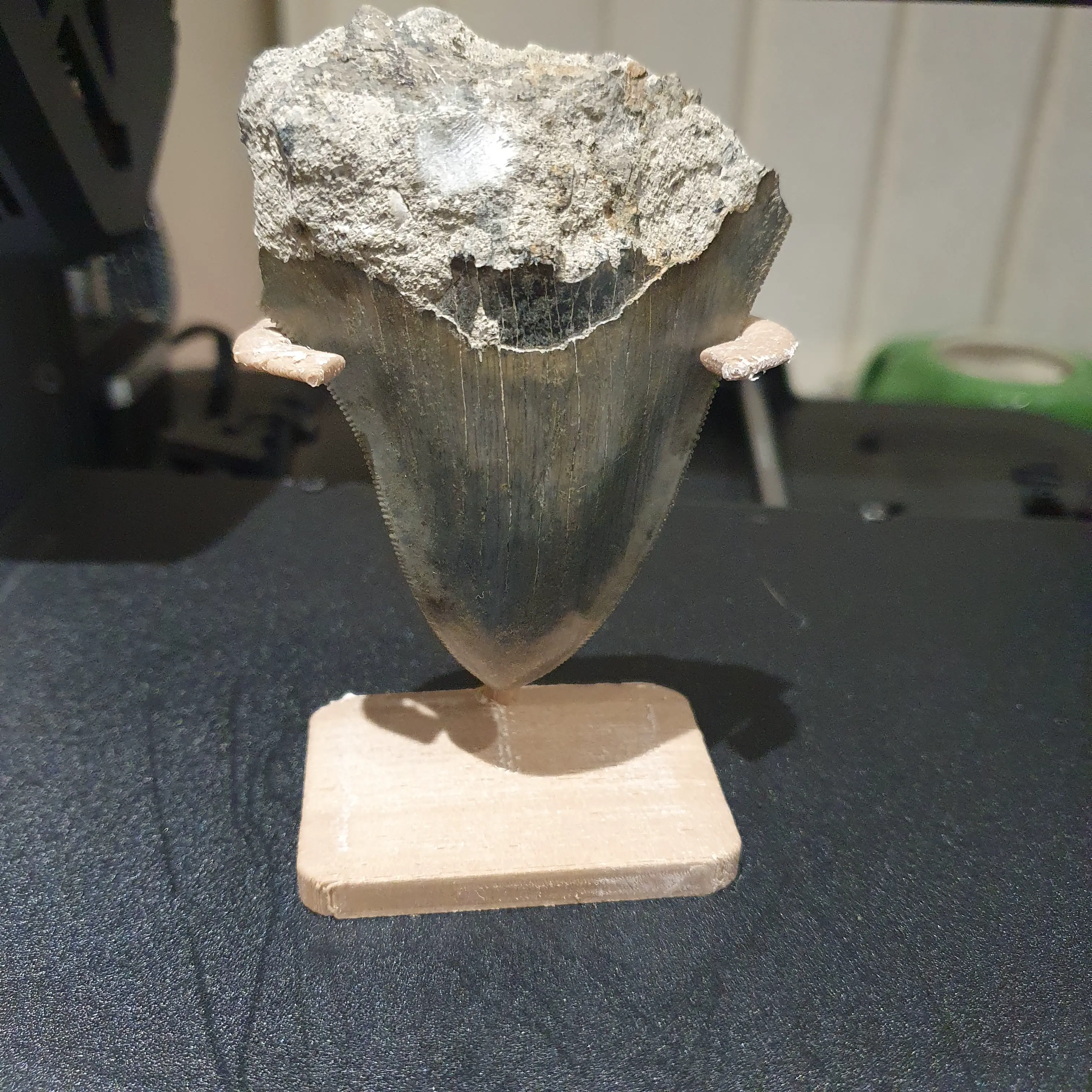 Other STL Download - shark tooth stand / or otherby TheLeGeNd93