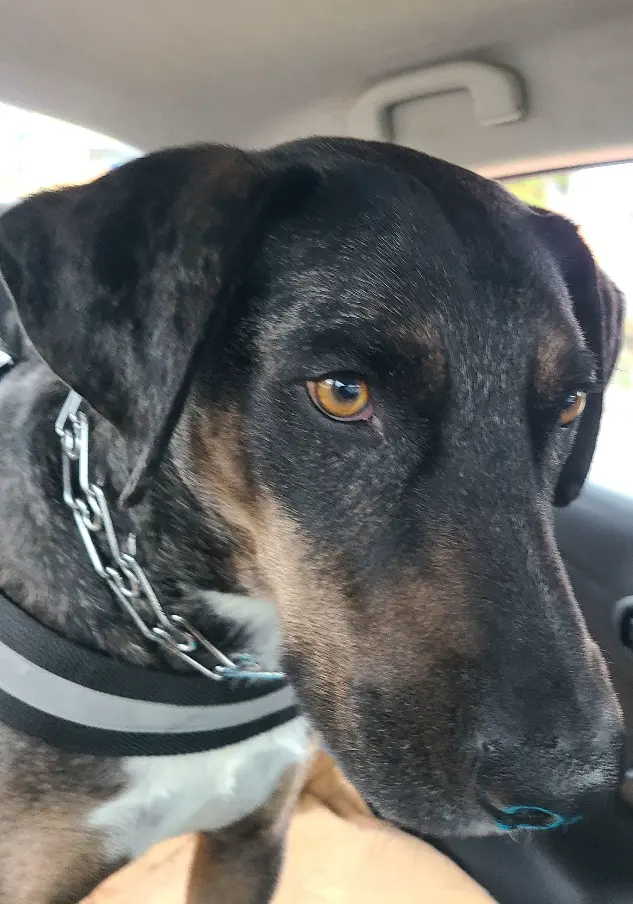 Free Art & Design STL Download - Rusty by mikescc08