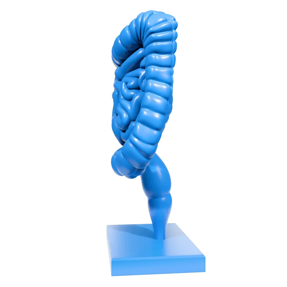 Other STL Download - Intestinal Organby 3D Everything