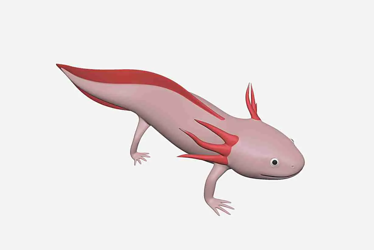 axolotl | 3D models download | Creality Cloud