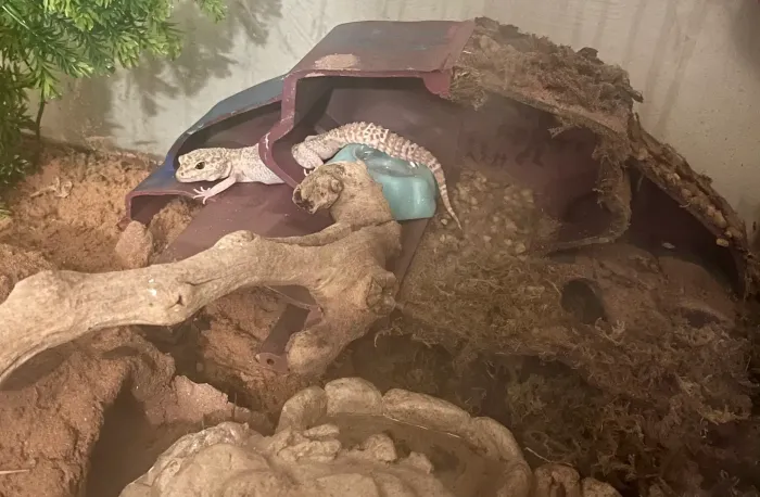 Free Pets STL Download - Reptile Hide for Leopard Geckos and similar ...