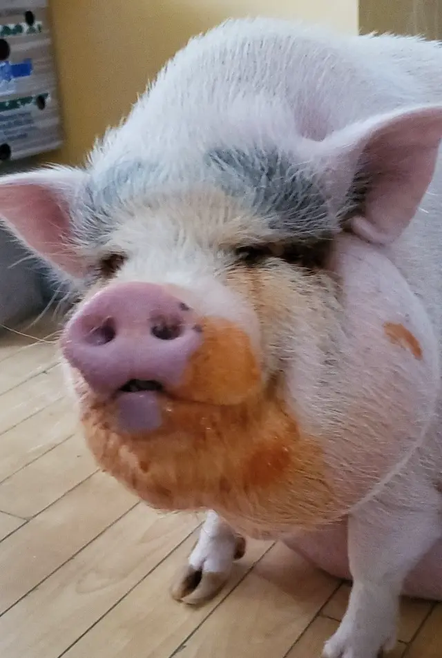 Free Characters & Creatures STL Download - Rosie the pig by QcGold