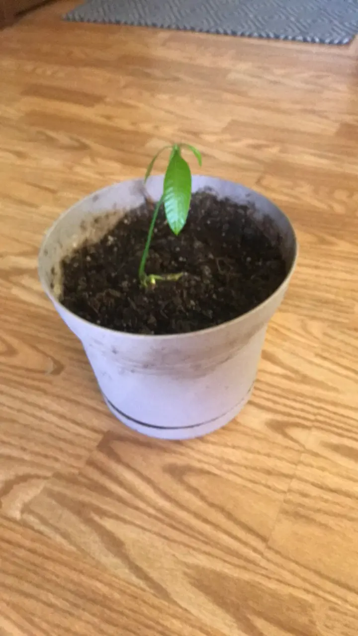 Little mango tree in pot | 3D models download | Creality Cloud