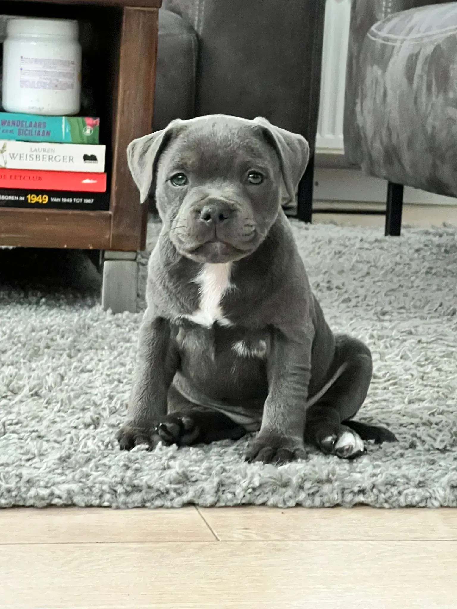 3D Printer Files | 3MF File | Engelse Stafford pup/English ...