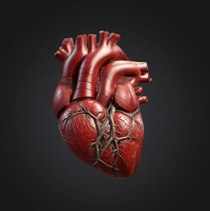 Other STL Download - Human Heart🫀♥️by Belial