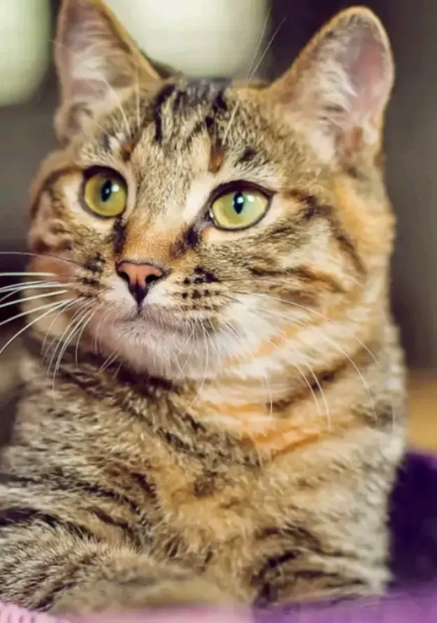 Cat 😺 | 3D models download | Creality Cloud