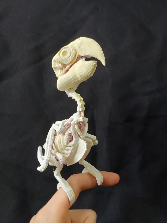 Parrot Skeleton | 3D models download | Creality Cloud