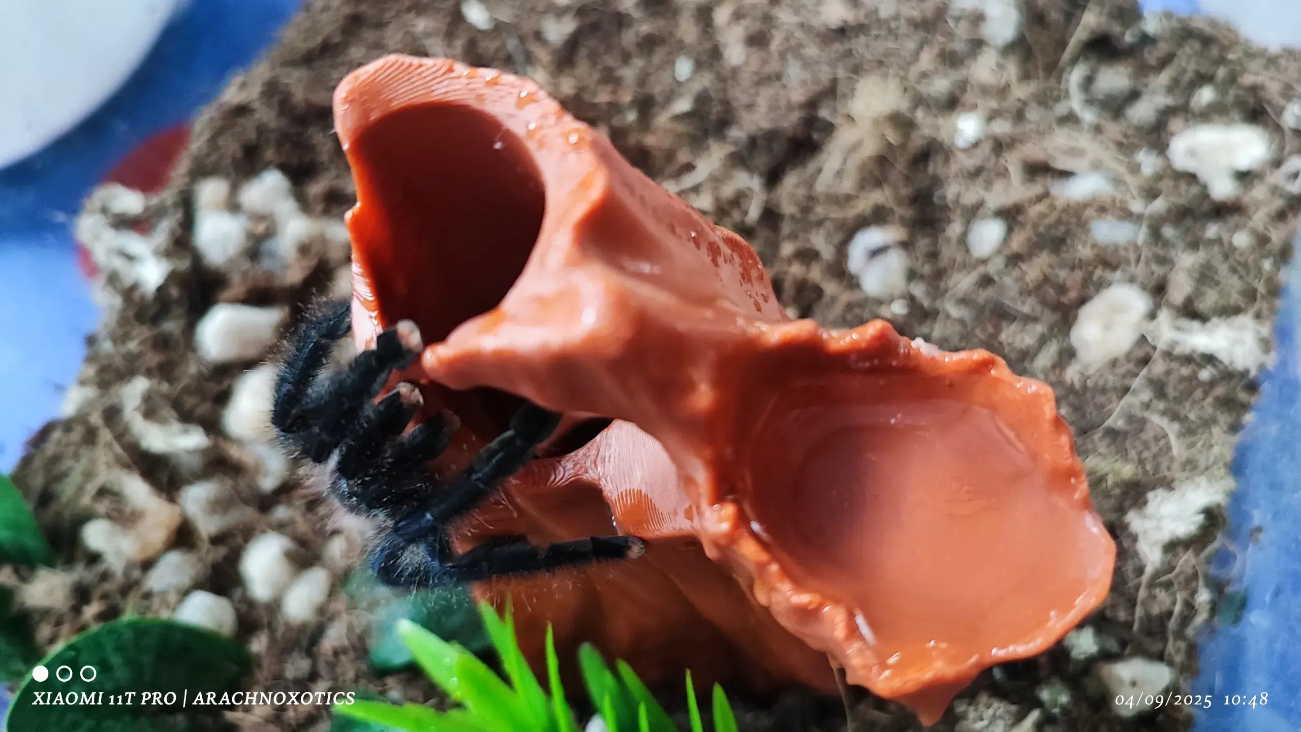 3D Printer Files | 3MF File | Arachnoxotics Arboreal Hide for ...