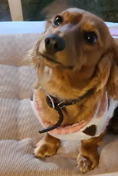 Free Characters & Creatures STL Download - My Little Puppersby Scorch