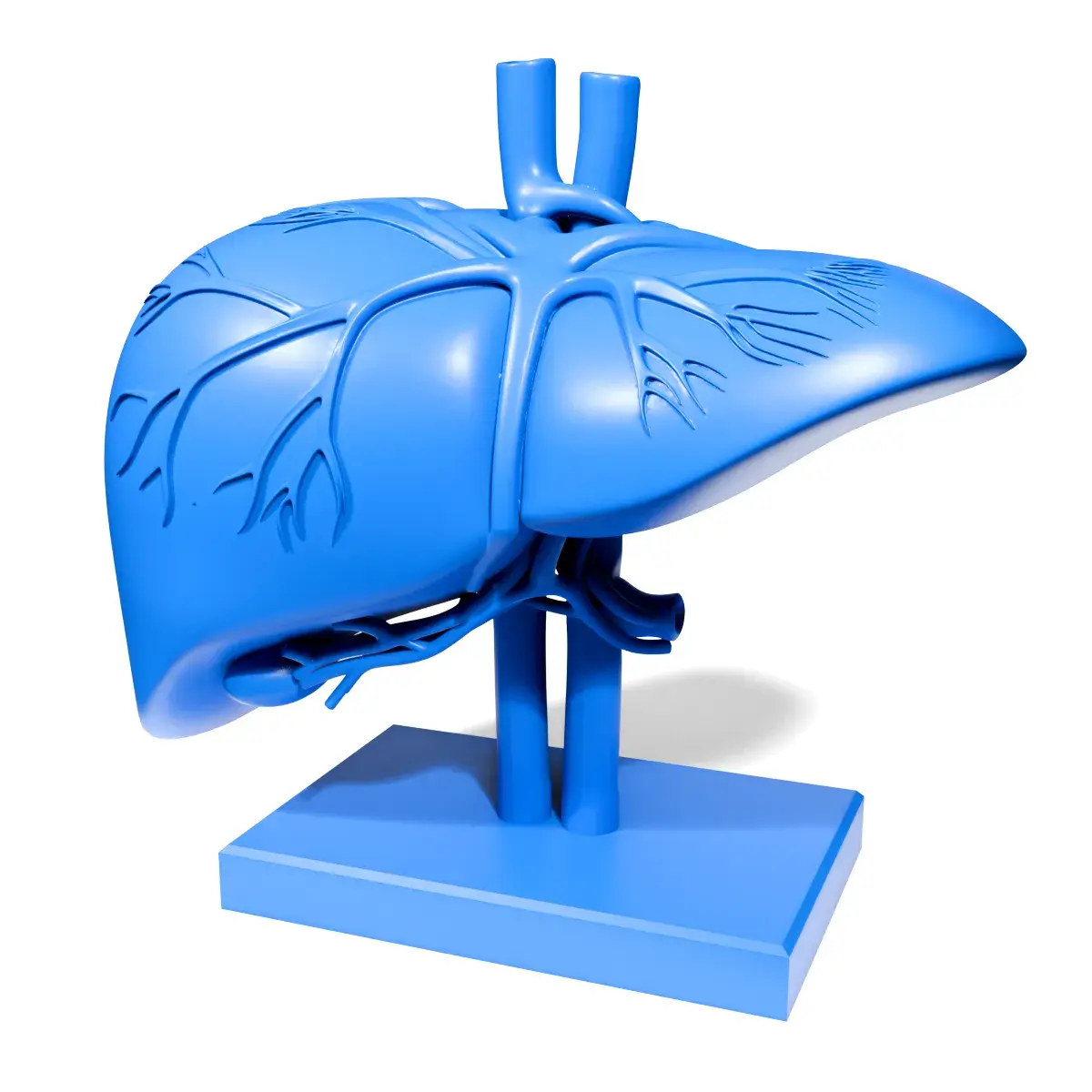 Other STL Download - Liver organby 3D Everything