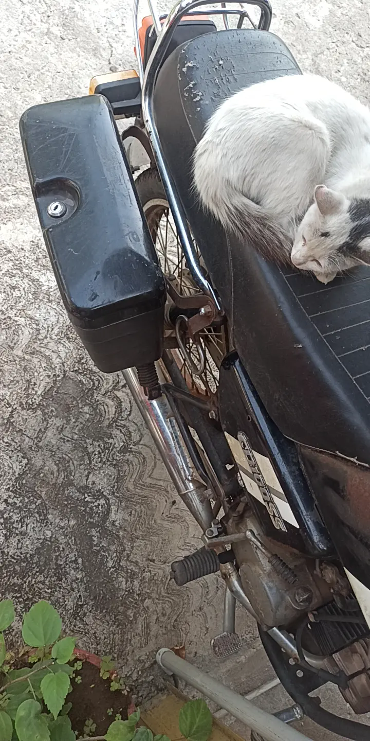 cat | 3D models download | Creality Cloud