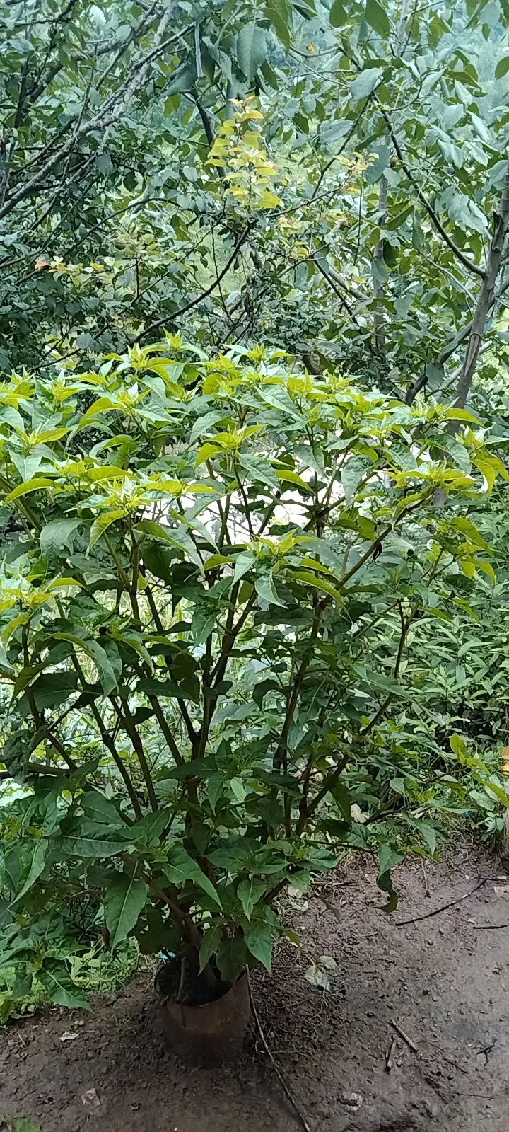 Free STL Download - Murshadby Murshad 827