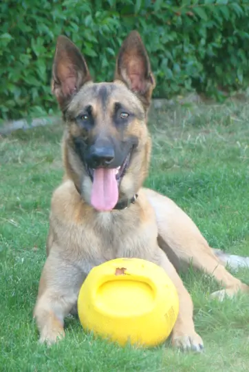 Free Other STL Download - chien by leeloo