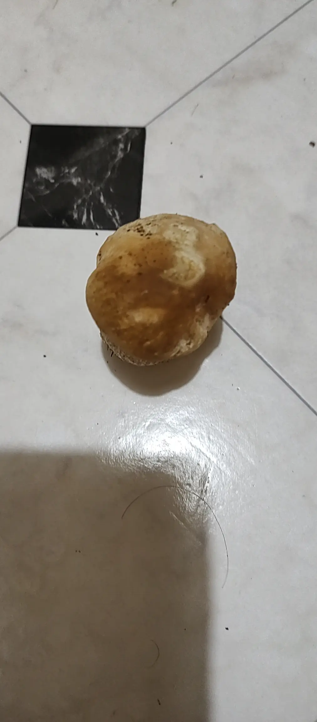 Free Other STL Download - mushroomby Anthony Vacek