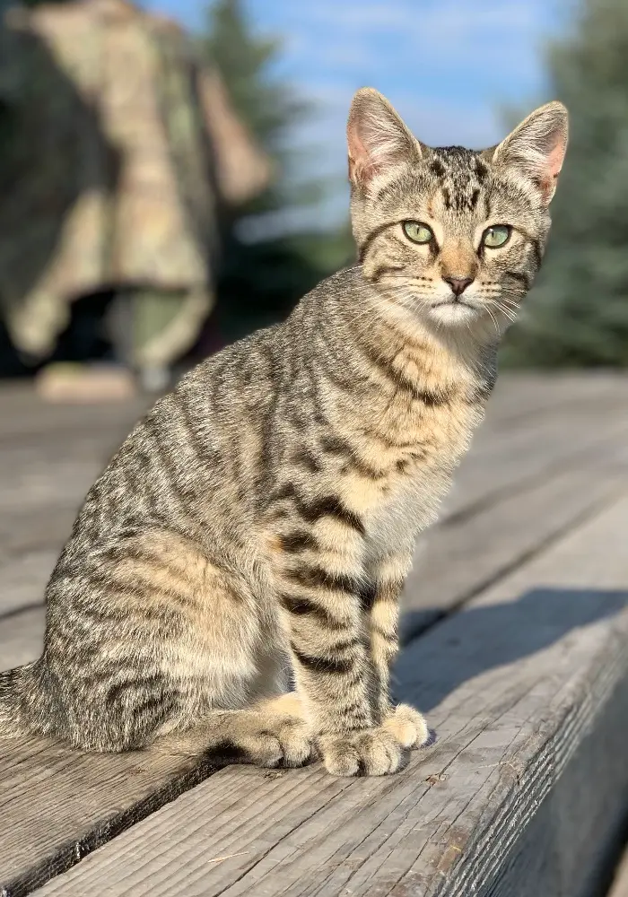 Cat 5 | 3D models download | Creality Cloud