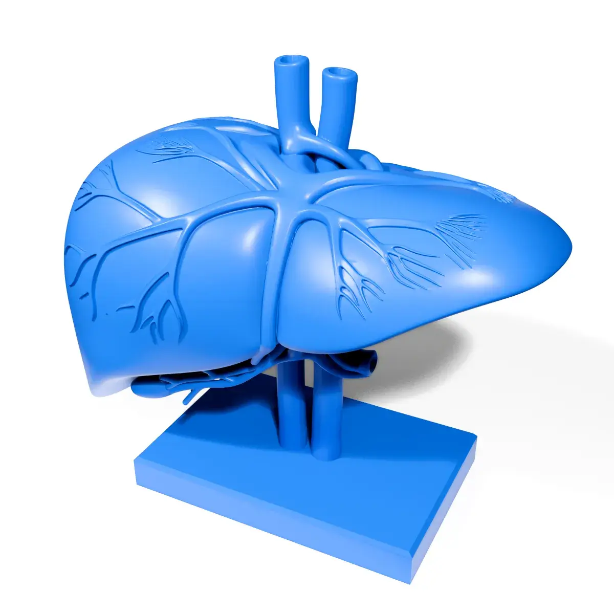 Other STL Download - Liver organby 3D Everything