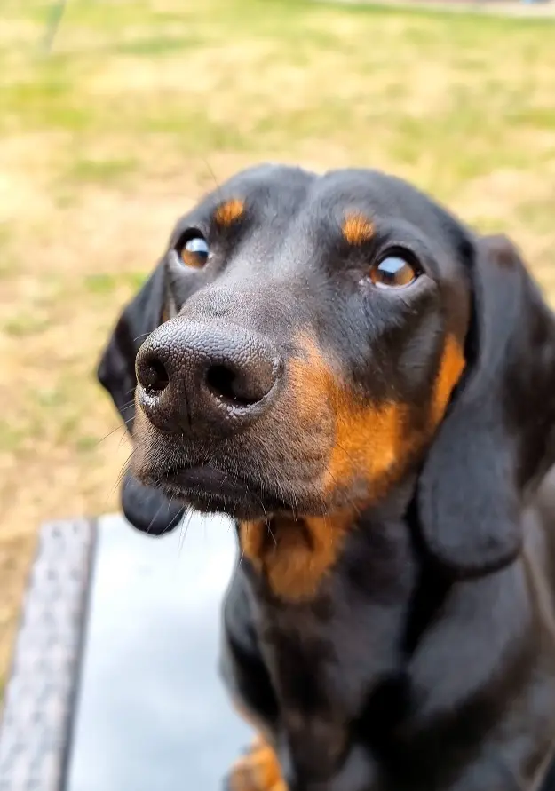 Free Characters & Creatures STL Download - Murphy the Dachshund by 3D ...