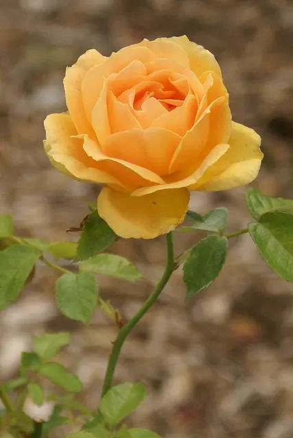 3D Printer Files | 3MF File | Rose More-Than-a-Lithophane | Creality Cloud