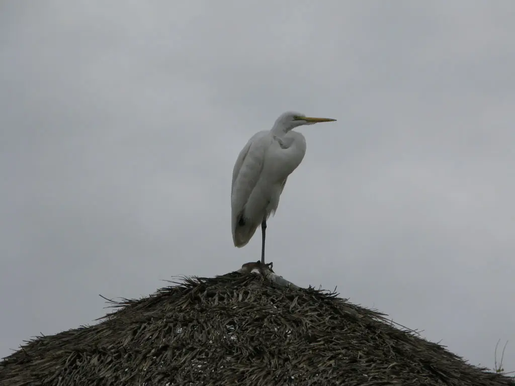 3D Printer Files | 3MF File | Bird Coin Experiments | Creality Cloud
