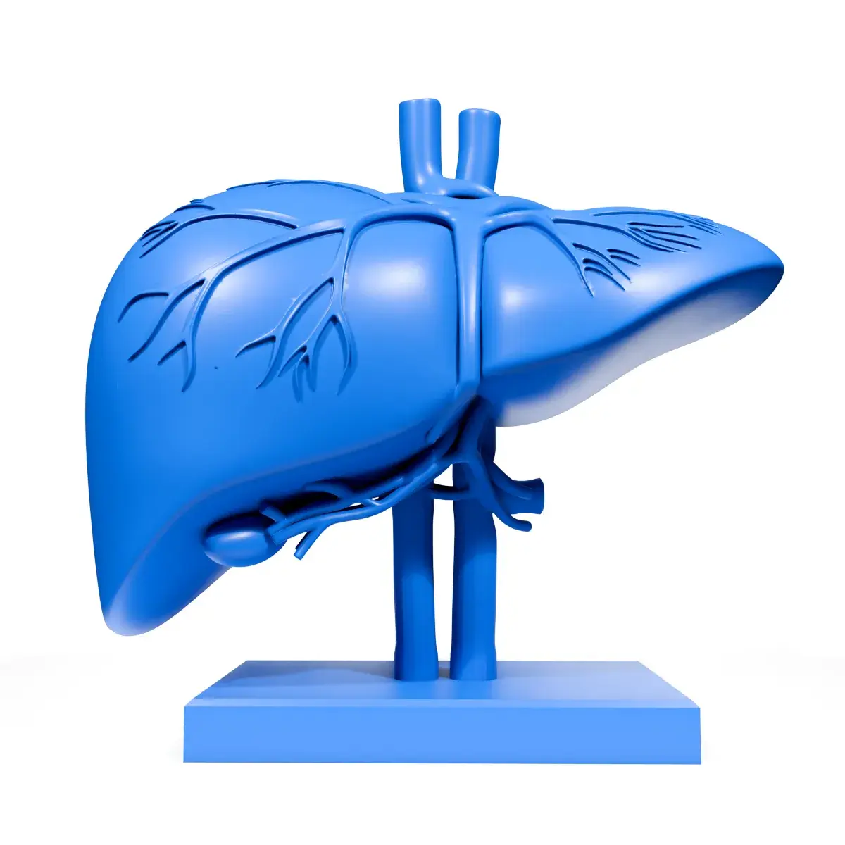 Other STL Download - Liver organby 3D Everything
