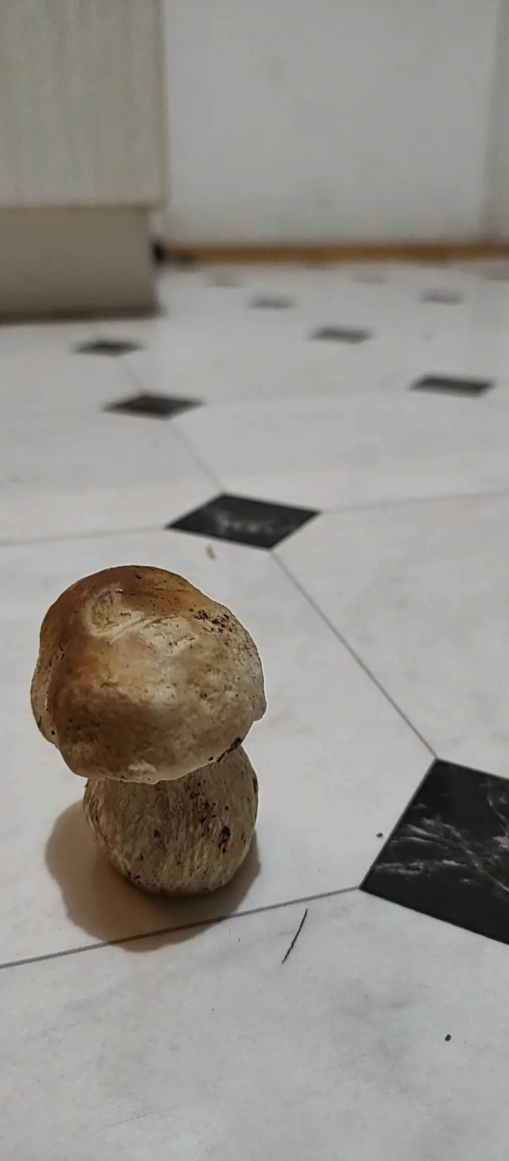 gratuita Other STL Descarga - mushroom - Anthony Vacek