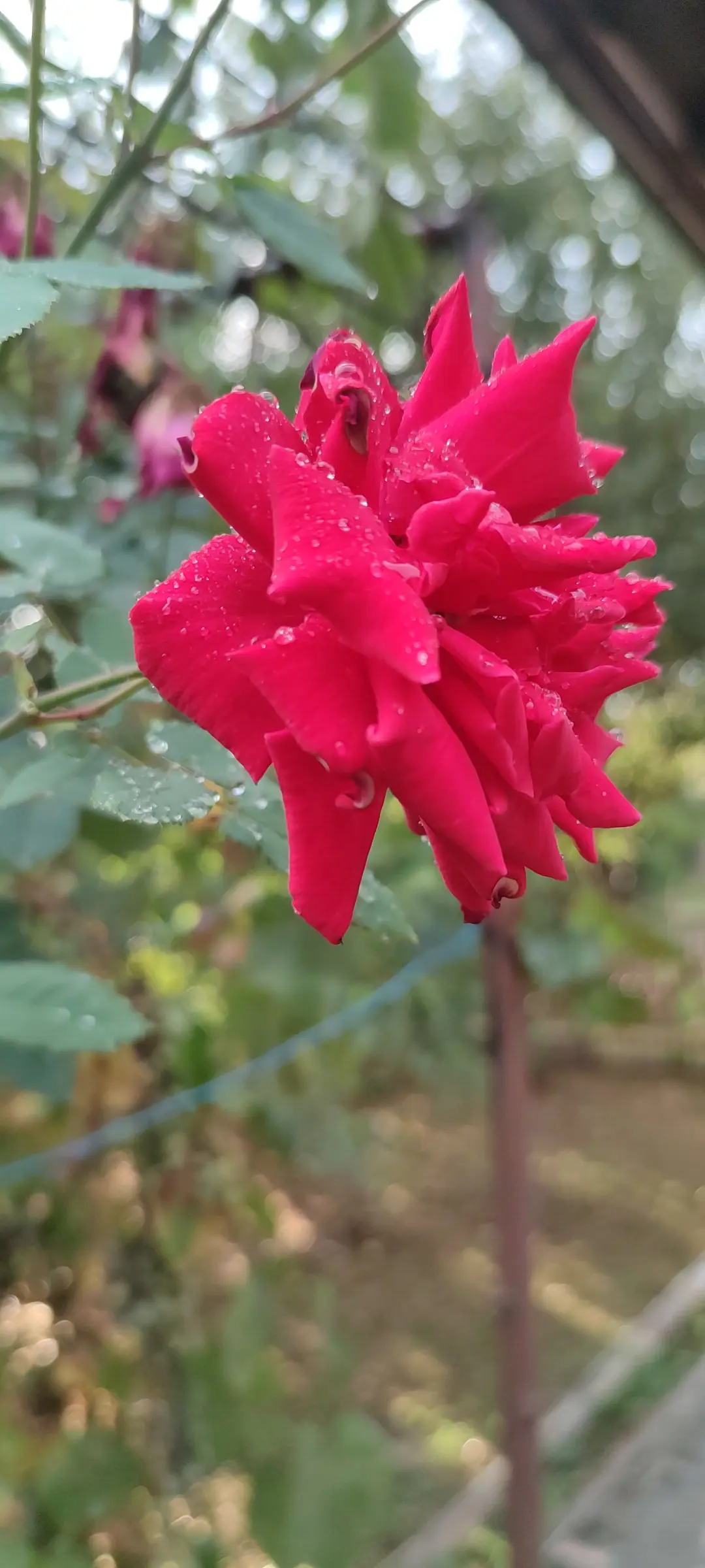 Free Digital Art STL Download - roseby Boris Hodak