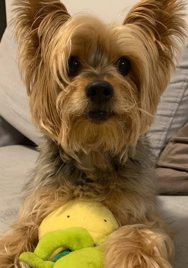 Tobby | 3D models download | Creality Cloud