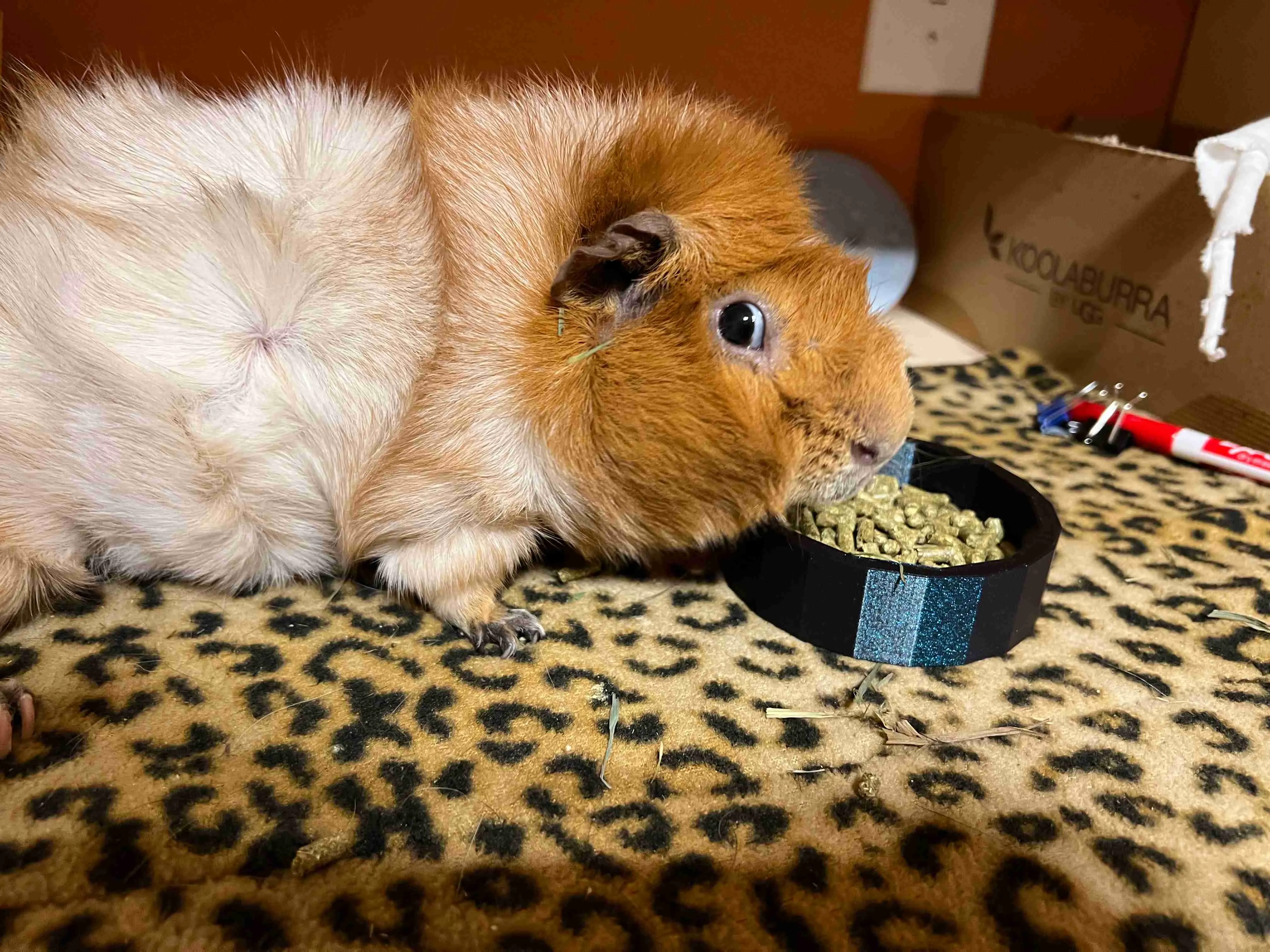 Pets STL Download - Small Animal Food/Water Bowlby MiniLop