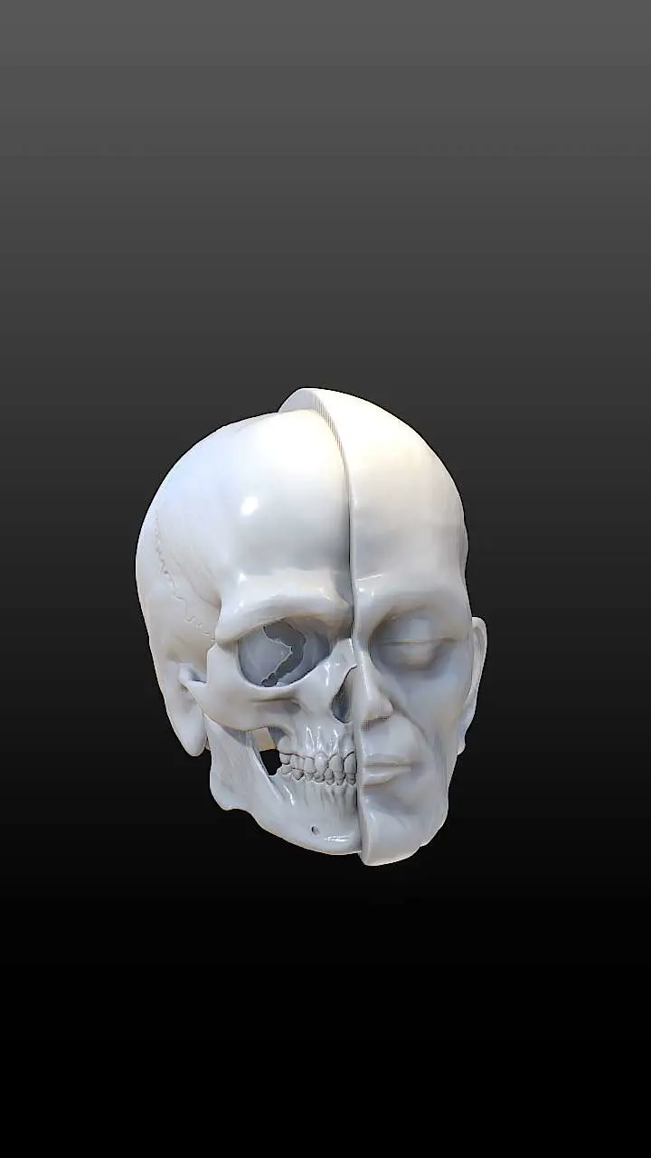 Other STL Download - Anatomy study by carlitobriganteskull