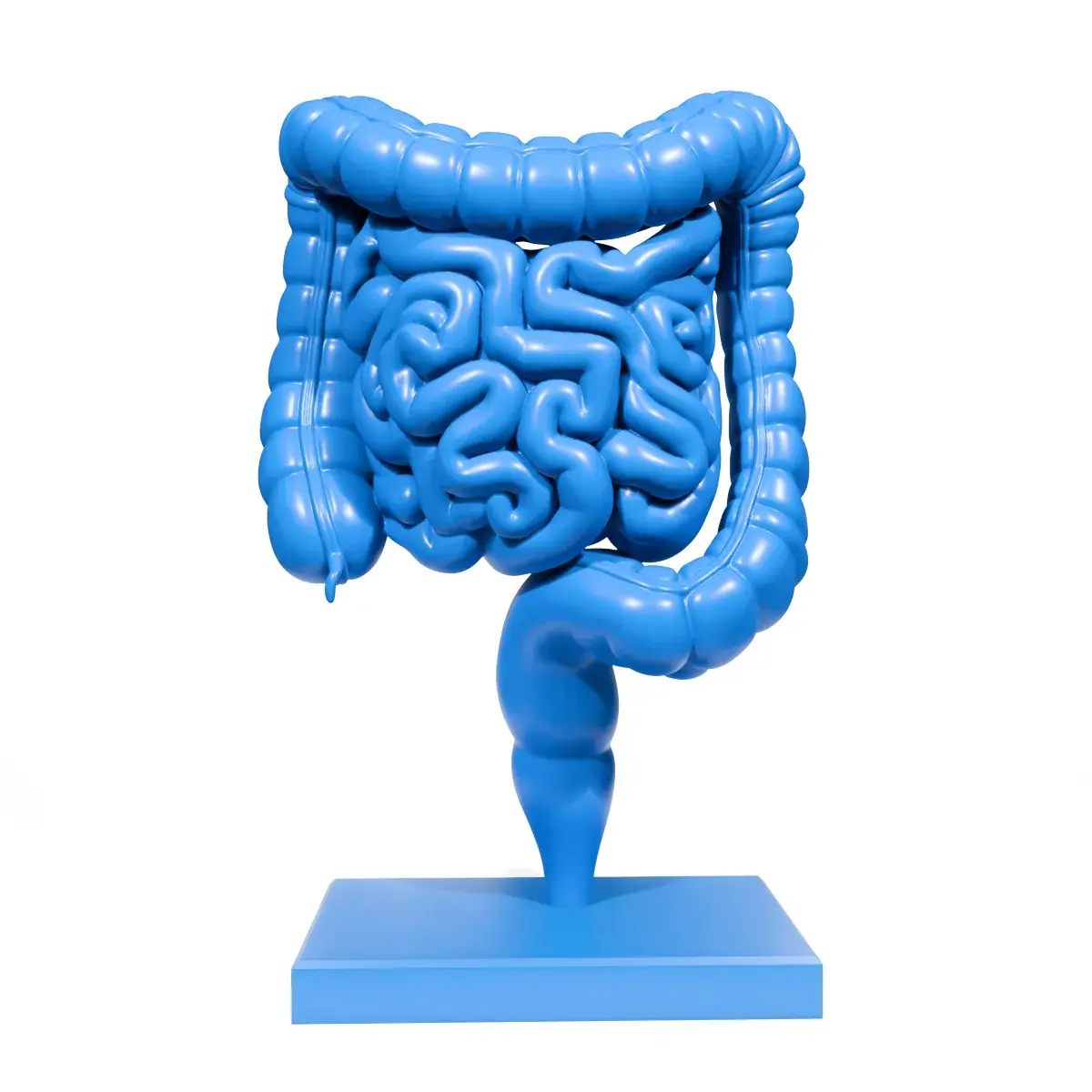 Other STL Download - Intestinal Organby 3D Everything