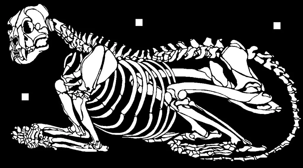 Free Sculptures & Artworks STL Download - Tiger Skeleton 2 layer ...