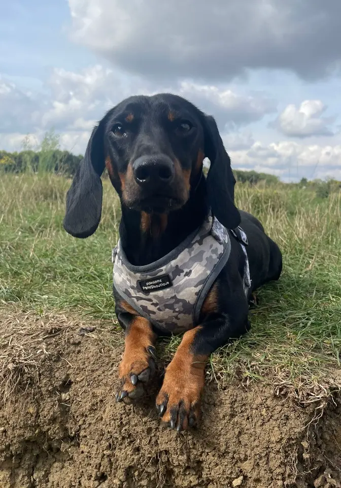 Free Characters & Creatures STL Download - Dachshundby 3D_TechGuy