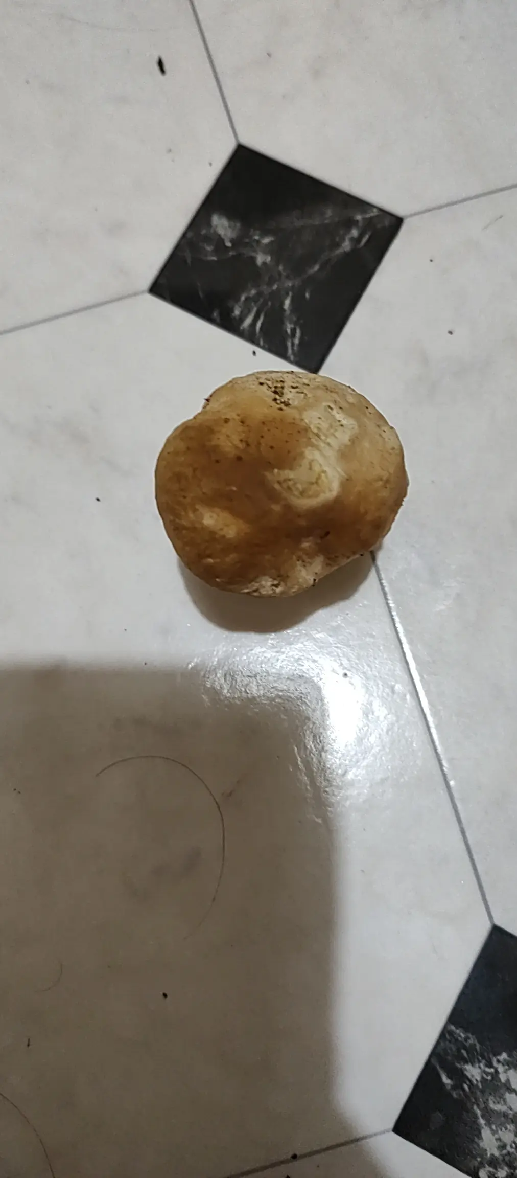 Free Other STL Download - mushroomby Anthony Vacek