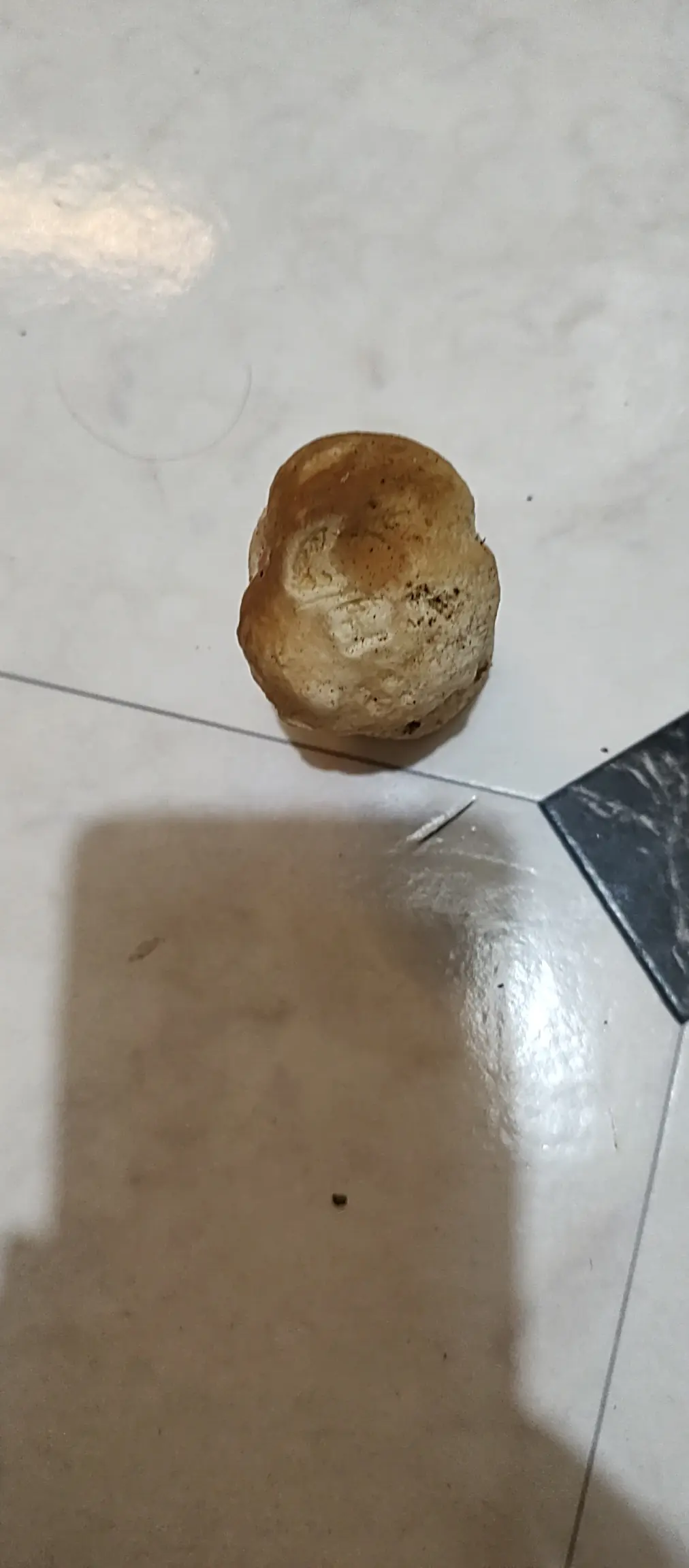 Free Other STL Download - mushroomby Anthony Vacek