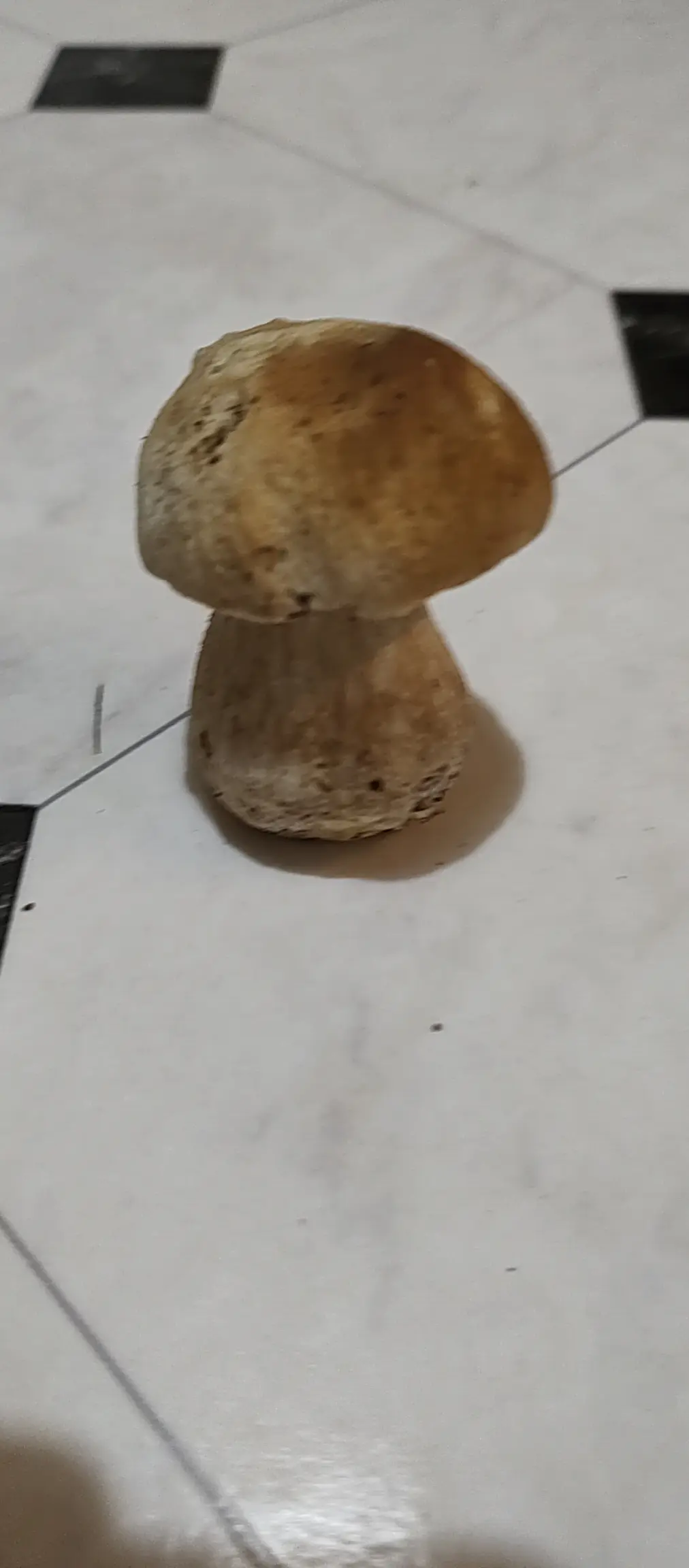 Free Other STL Download - mushroomby Anthony Vacek