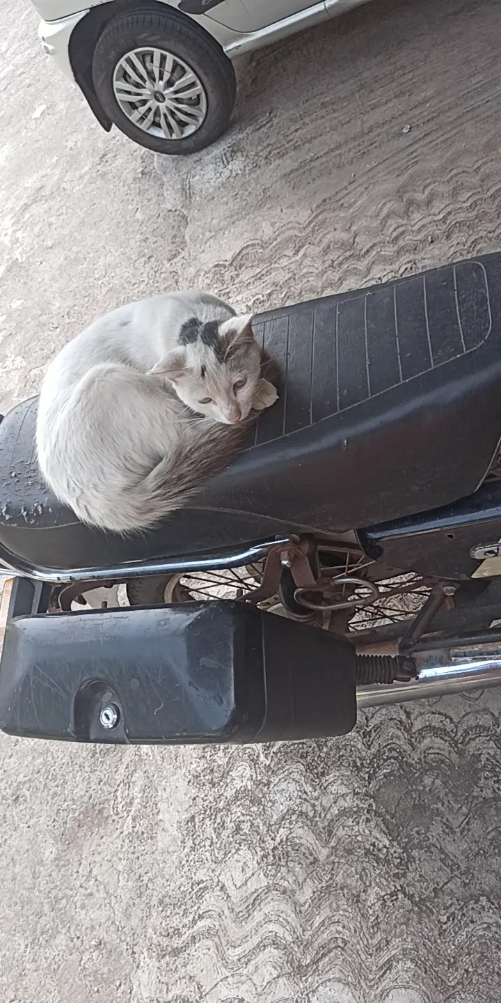 cat | 3D models download | Creality Cloud