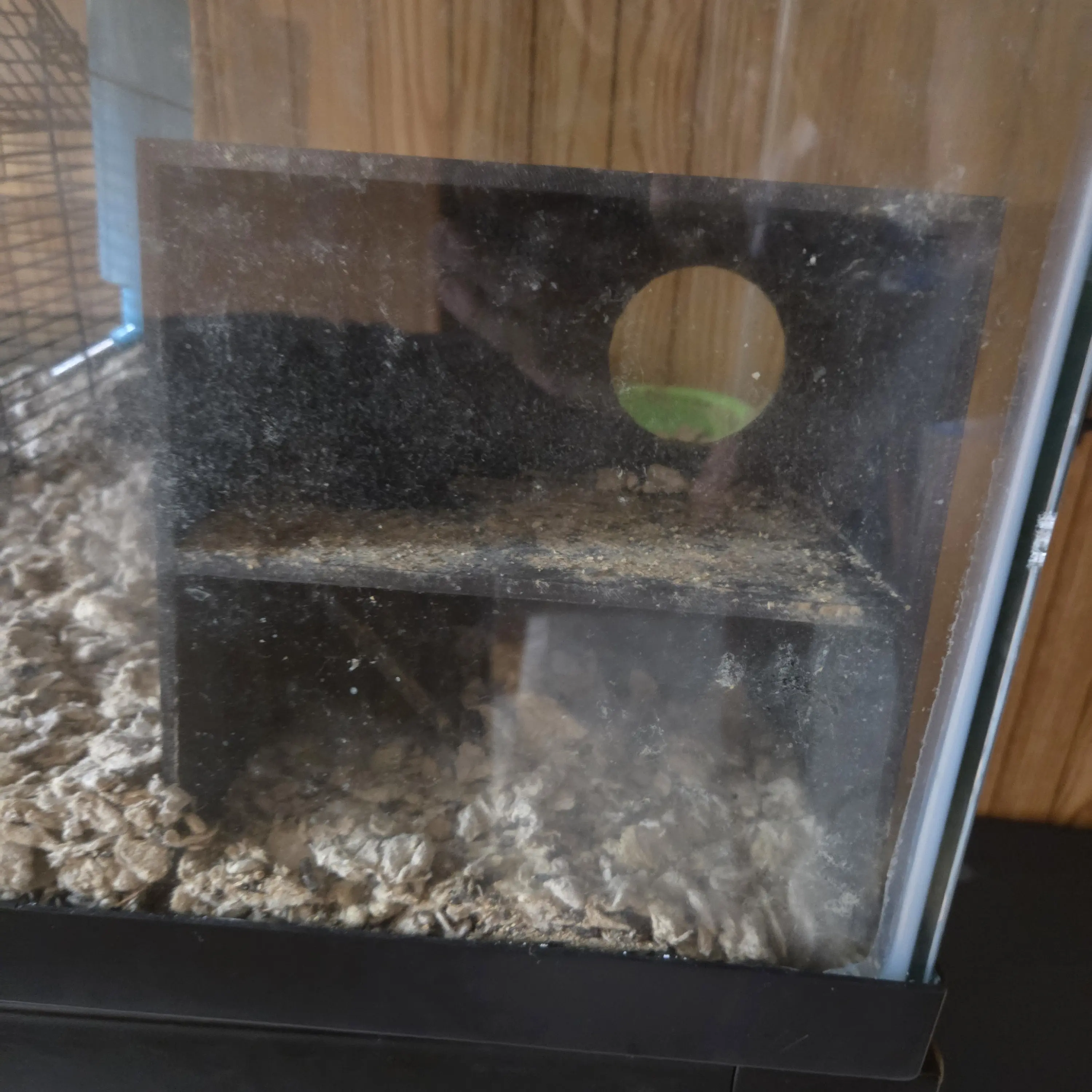 Free Pets STL Download - mouse hut with window glass viewby Ice_Man