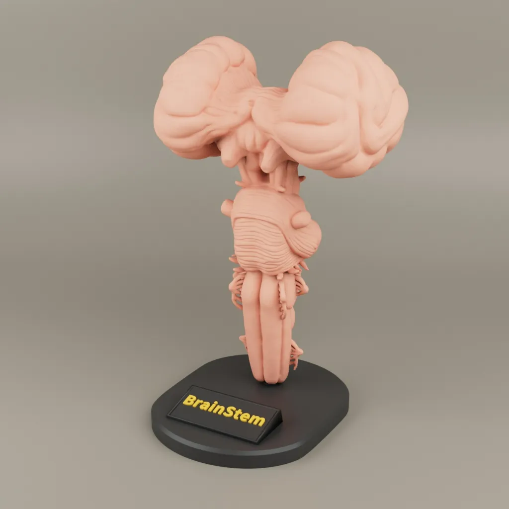 Other STL Download - Brain Stem anatomy For 3D printingby OrcaStudio