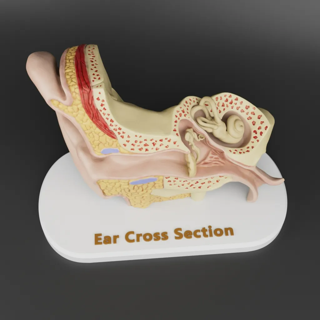Other STL Download - Anatomy of the Ear Cross-Sectional 3D Printby ...