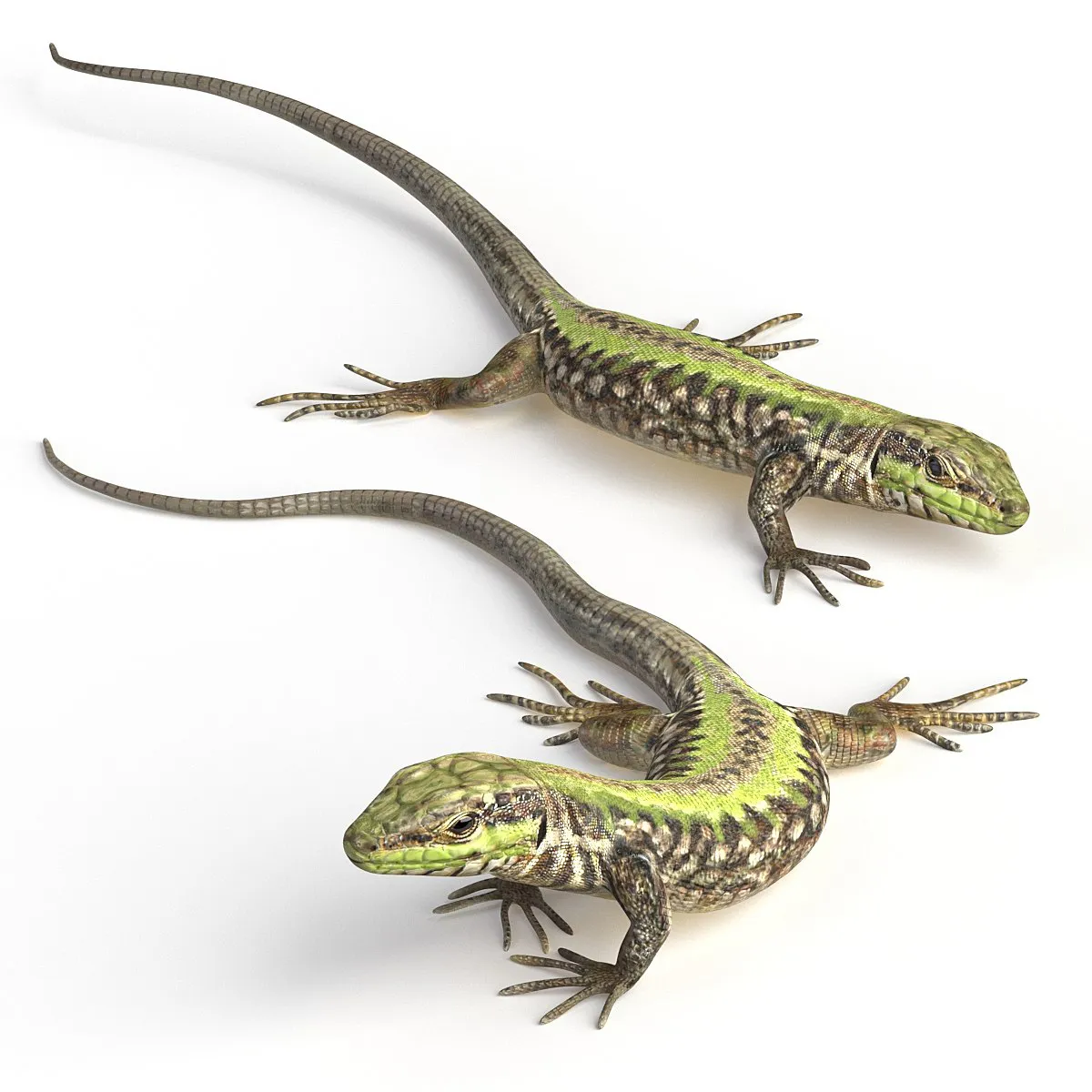 Characters & Creatures STL Download - Common Wall Lizard - 5 posesby Davron