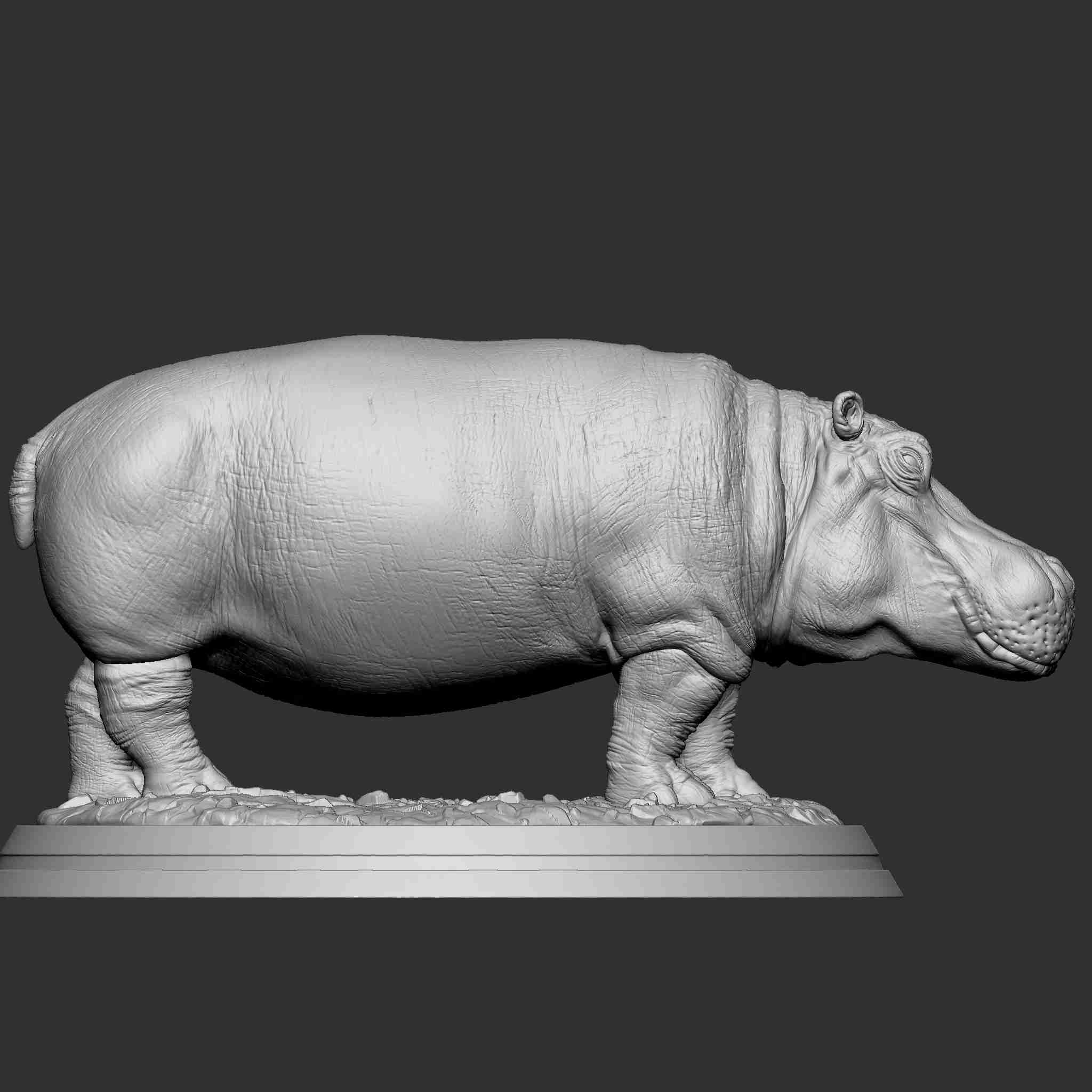 HIPPOPOTAMUS | 3D models download | Creality Cloud