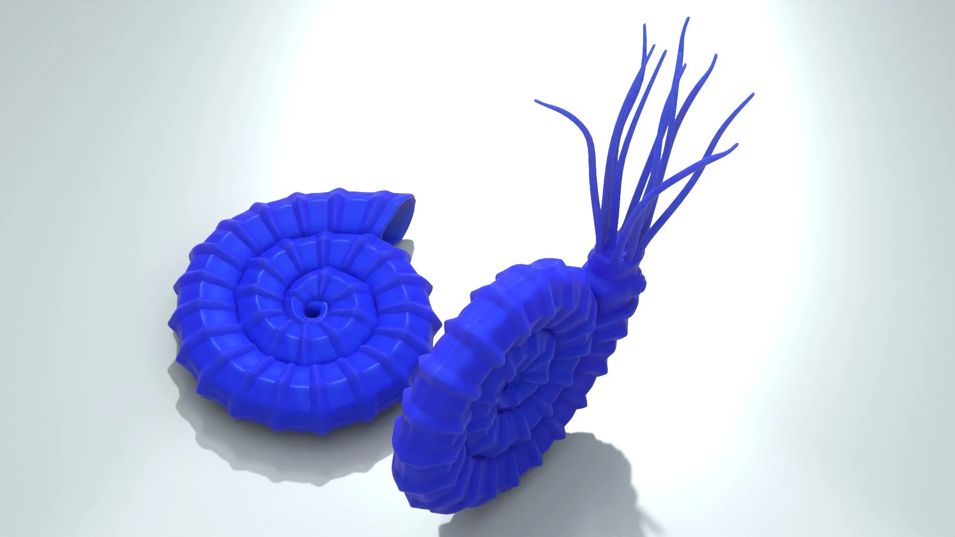 Characters & Creatures STL Download - Ammonite - Ammonoids printby arti4077