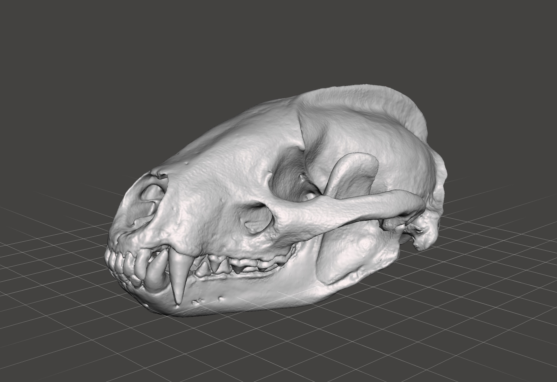Badger Skull Scan from a real skull | 3D models download | Creality Cloud