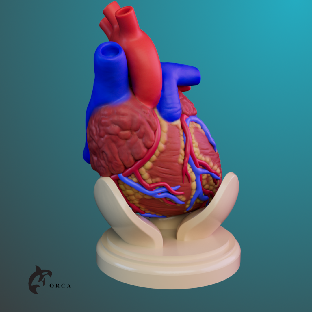 HEART ANATOMY FOR EDUCATION | 3D models download | Creality Cloud
