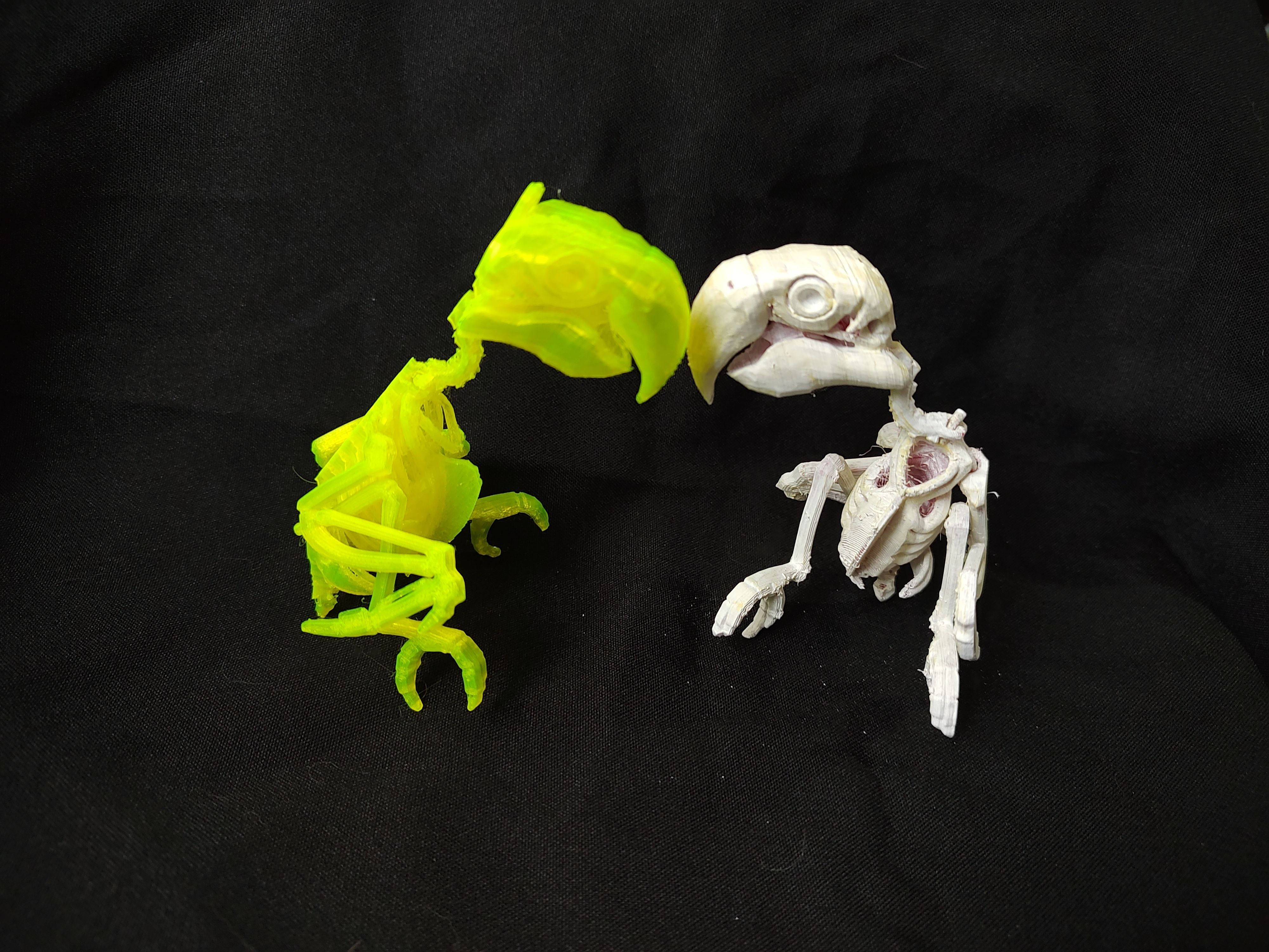 Parrot Skeleton | 3D models download | Creality Cloud