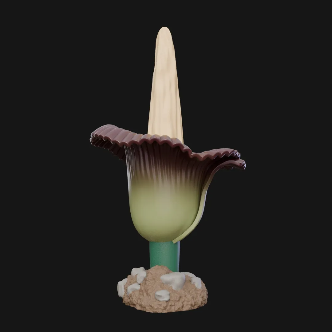 Props & Terrain STL Download - The Titan Arum Flower 3D model (Bunga ...
