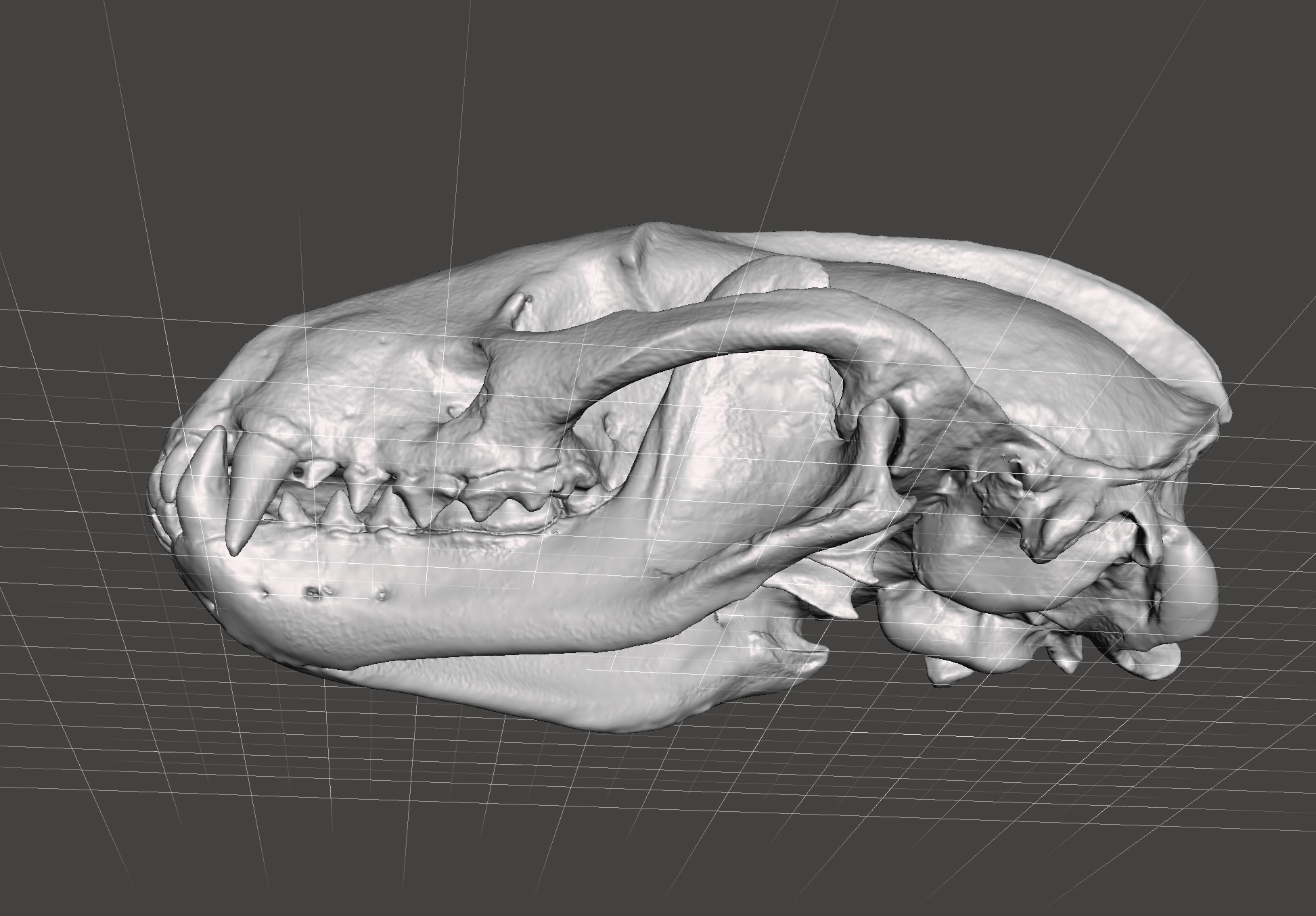 Badger Skull Scan from a real skull | 3D models download | Creality Cloud