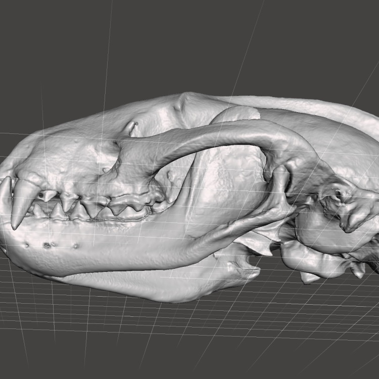 Badger Skull Scan from a real skull